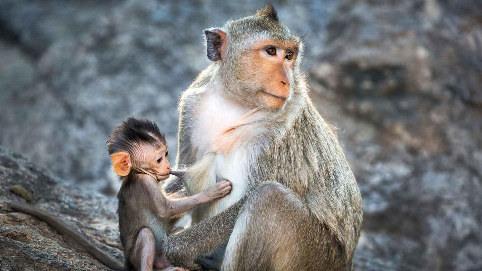 Female mammals gain lifespan edge due to mating behavior - Ottawa Examiner